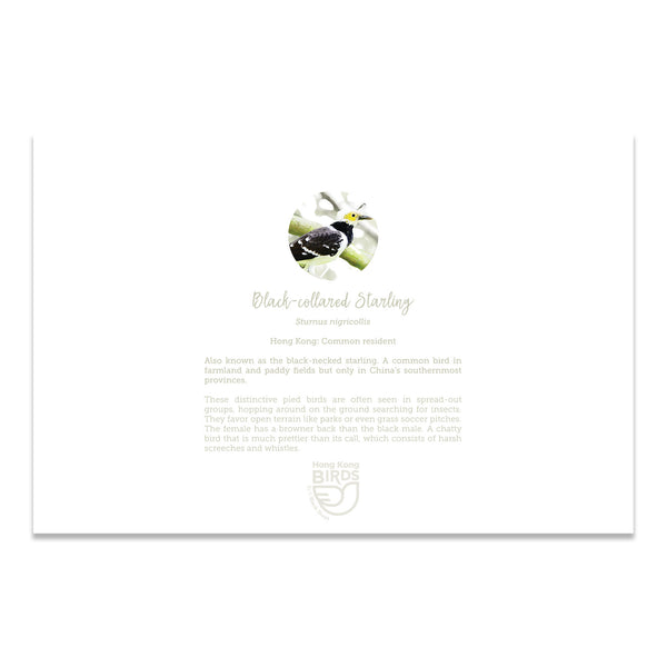 Black-Collared Starling | Hong Kong Birds Note Cards by Blank Sheet